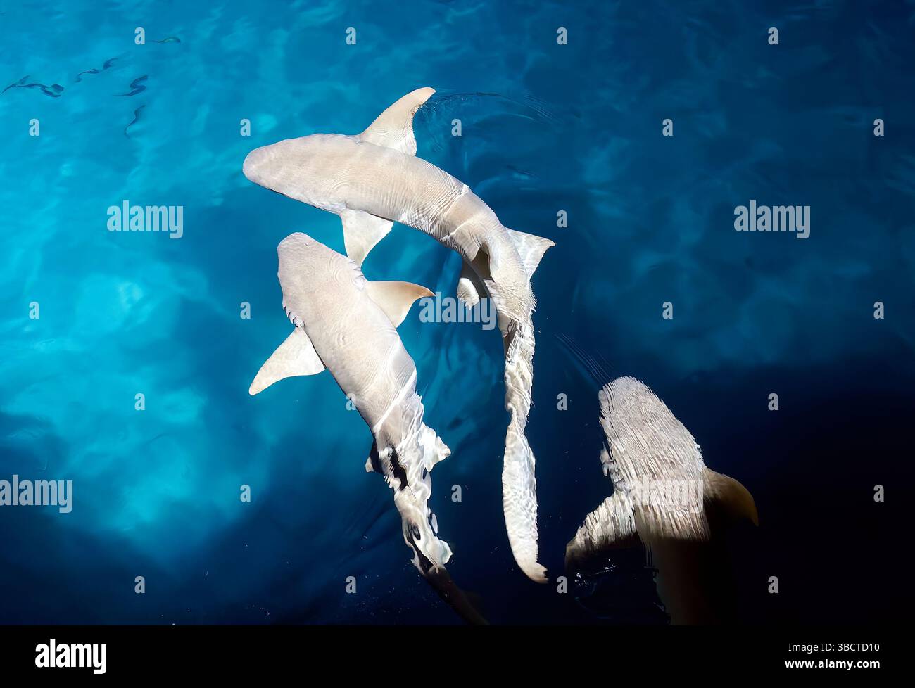 tawny nurse shark, Indopazifischer Ammenhai, Requin nourrice fauve ...