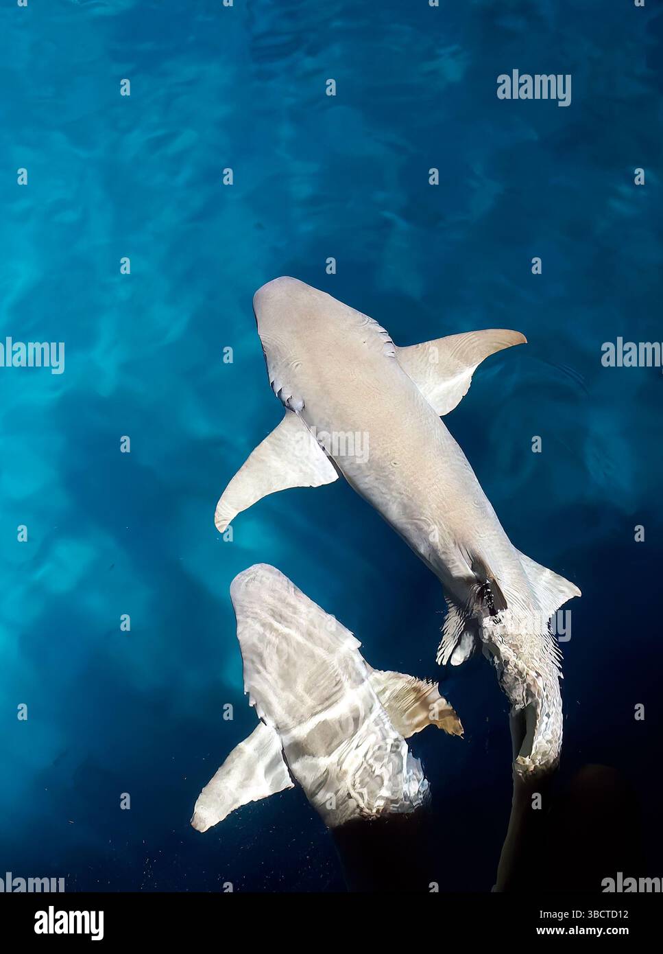 tawny nurse shark, Indopazifischer Ammenhai, Requin nourrice fauve ...
