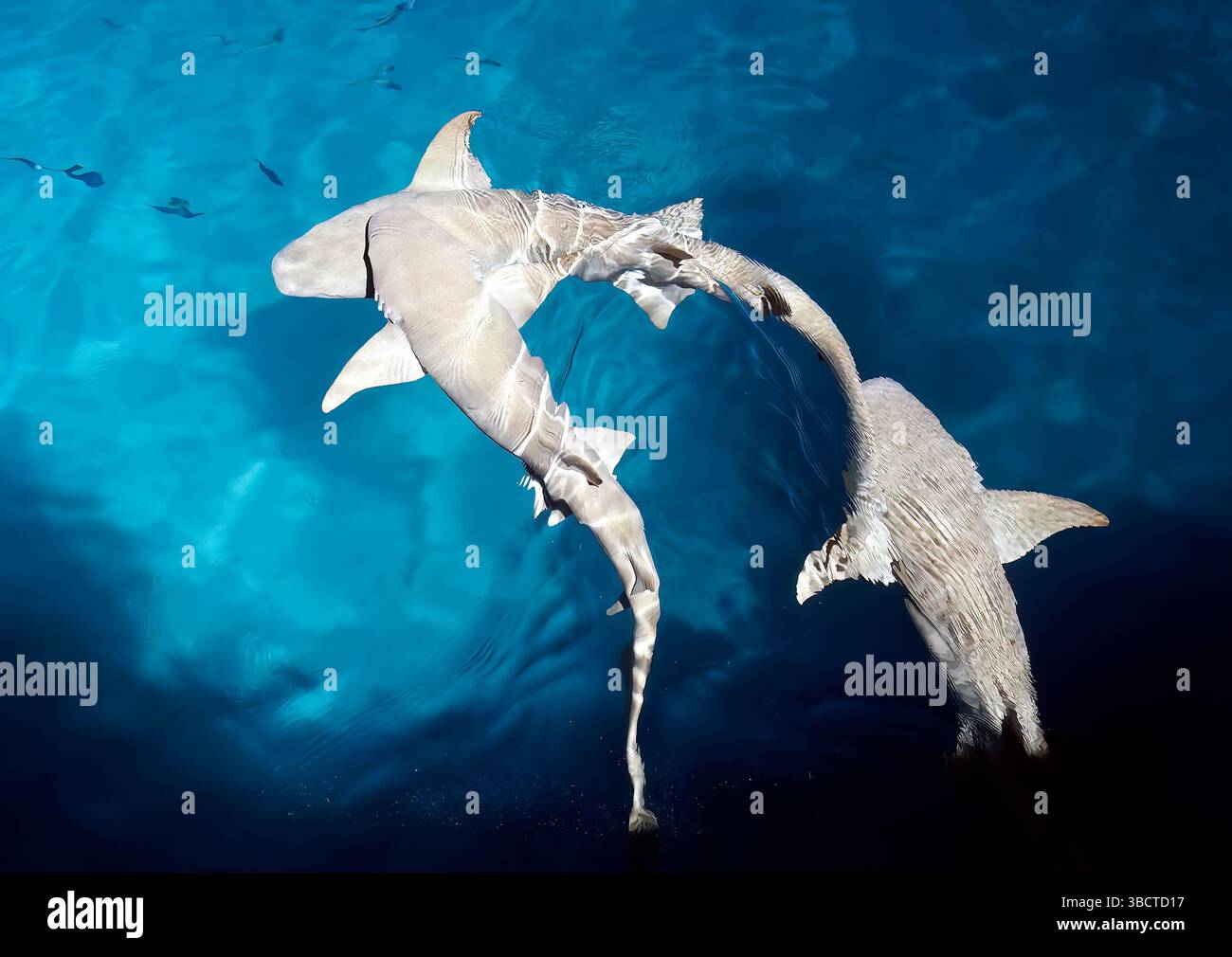 tawny nurse shark, Indopazifischer Ammenhai, Requin nourrice fauve ...