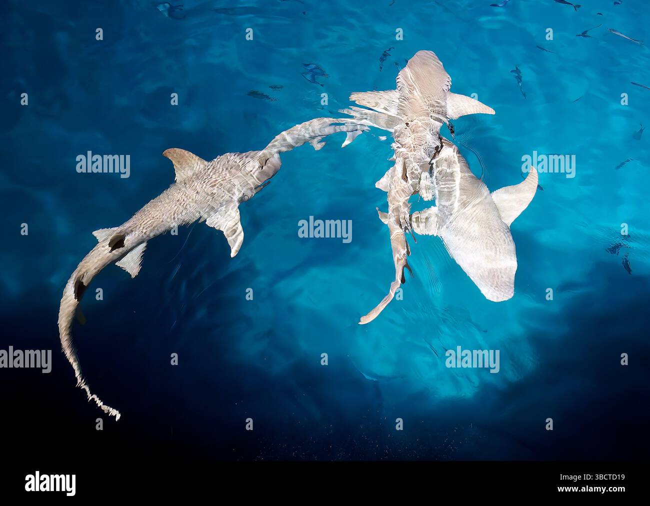 tawny nurse shark, Indopazifischer Ammenhai, Requin nourrice fauve ...
