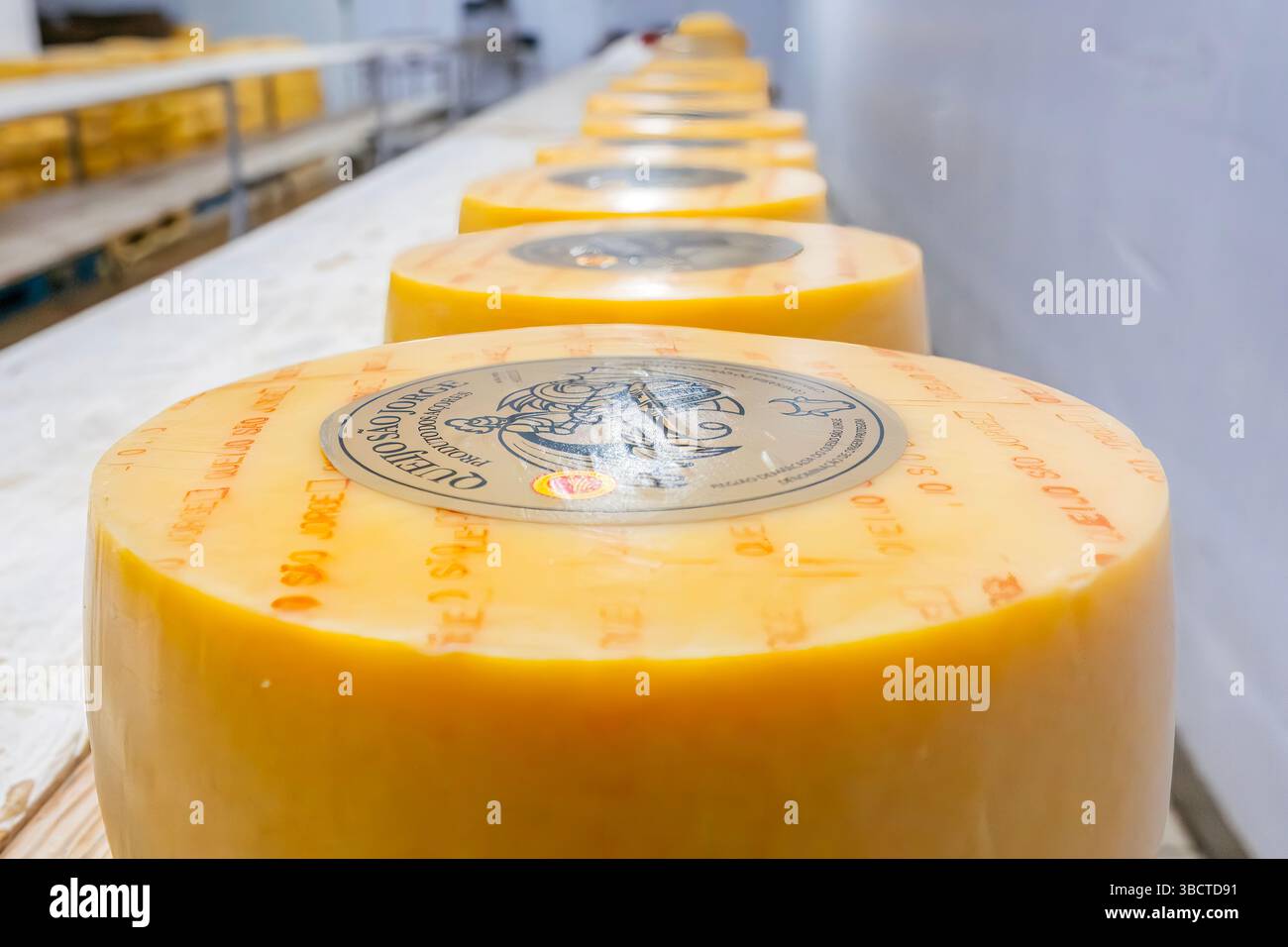 Sao Jorge Cheese Wheels With Traditional Label, Azorean Dairy Product ...