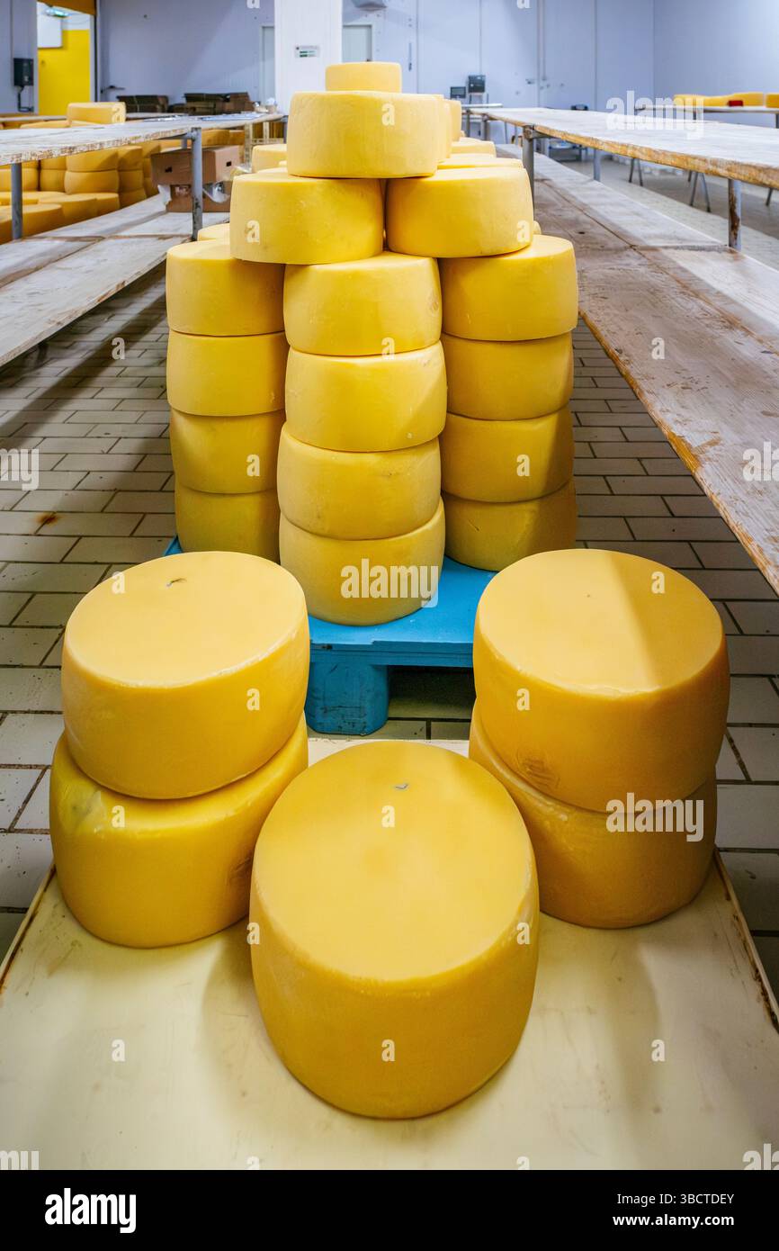 Rows round yellow cheese wheels hi-res stock photography and images - Alamy