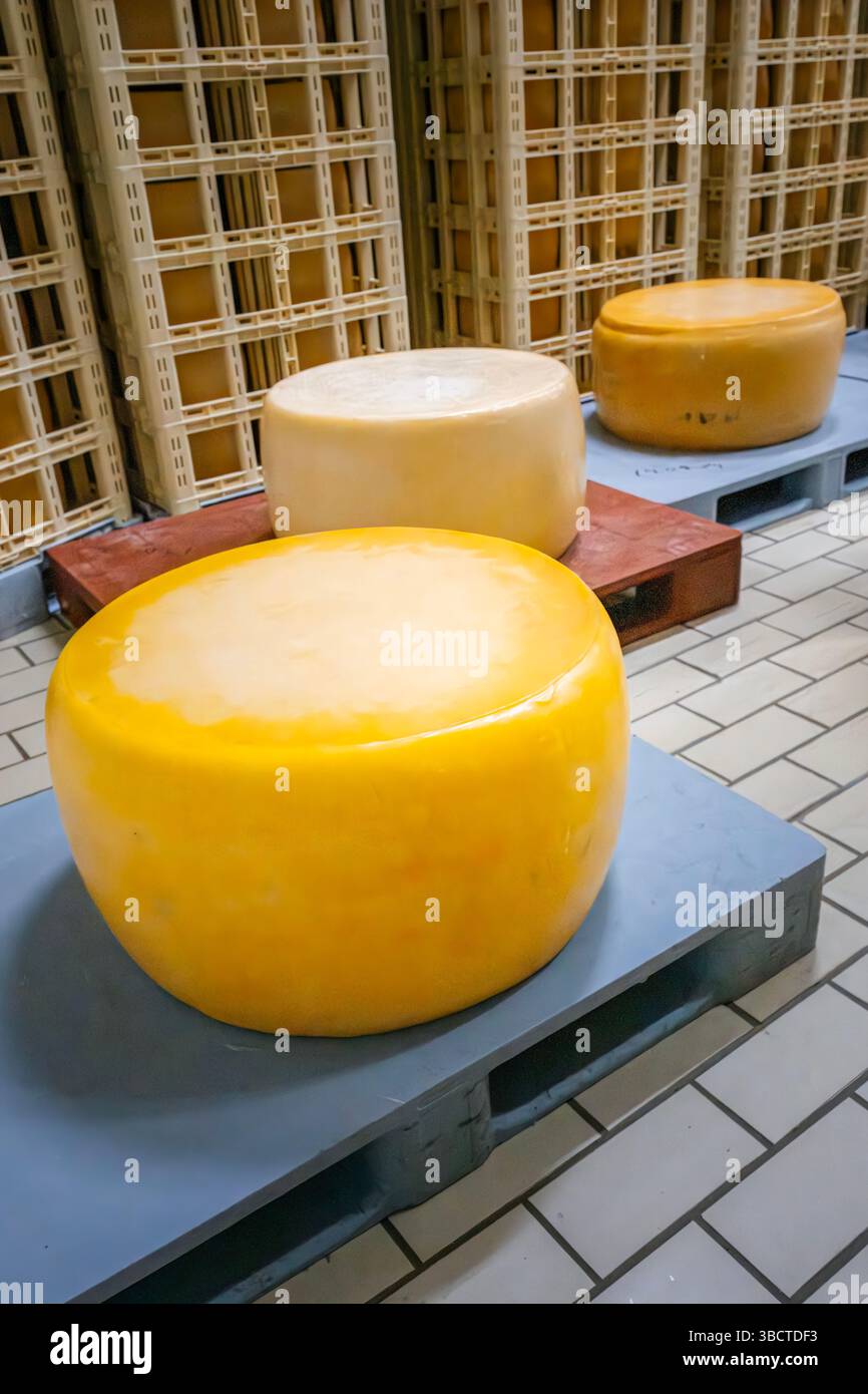 Cheese Wheel Aging In Traditional Factory Setting, "Queijo Sao Jorge ...