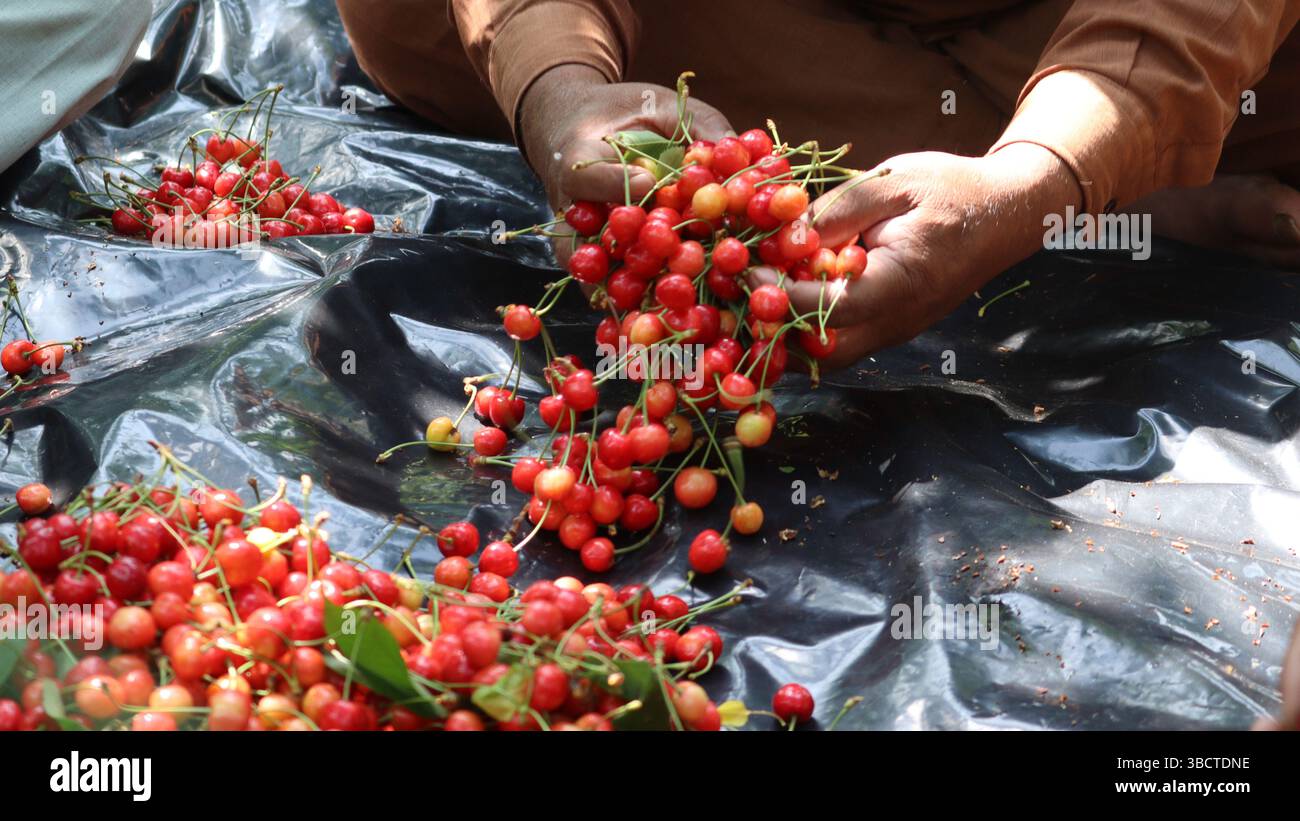 Srinagar, Jammu And Kashmir, India. 20th May, 2025. A Kashmiri farmer ...