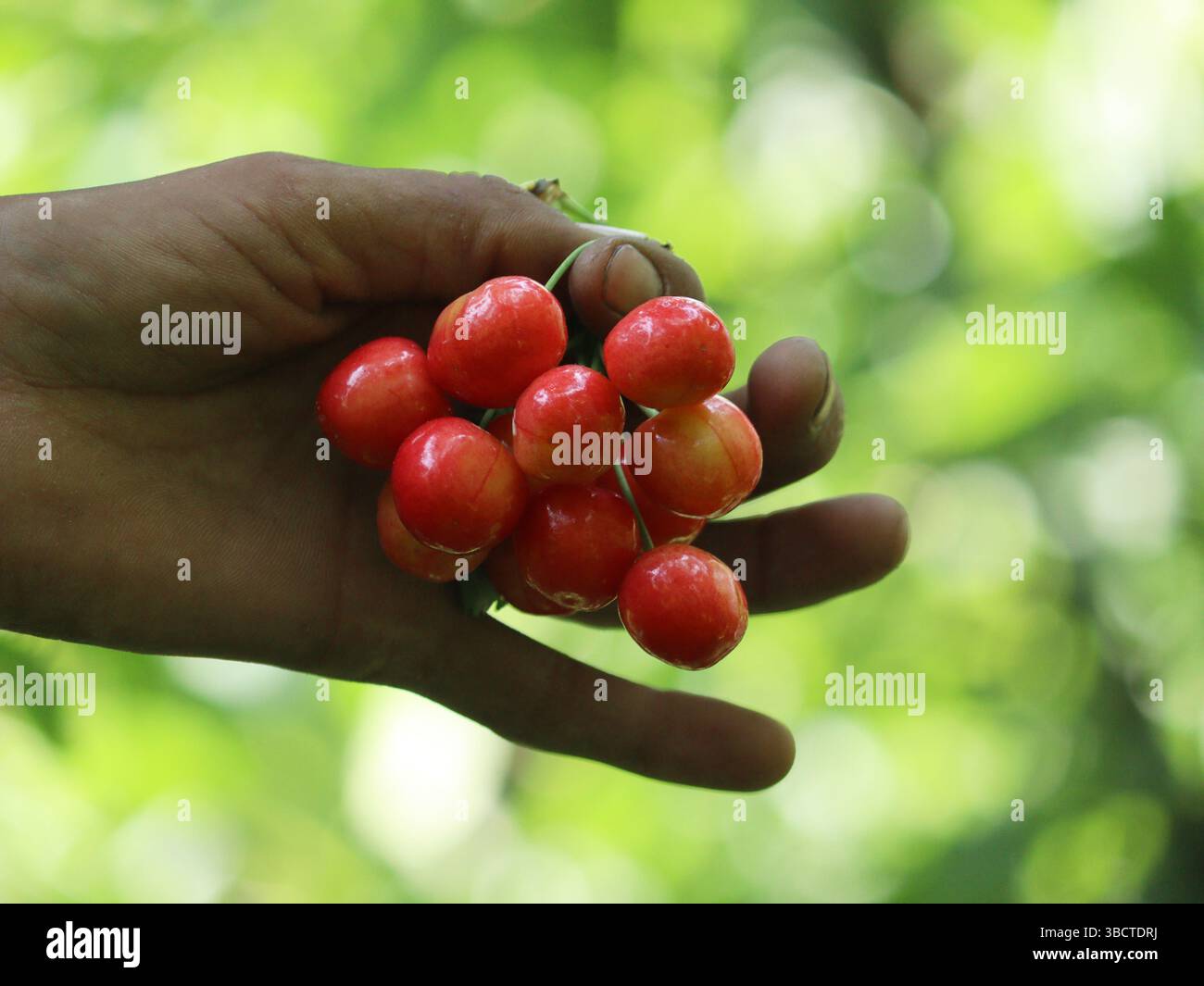 Srinagar, Jammu And Kashmir, India. 20th May, 2025. A Kashmiri farmer ...