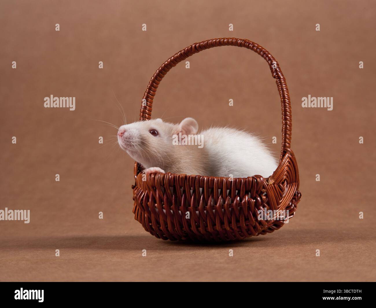 Cute baby rat Stock Photo - Alamy