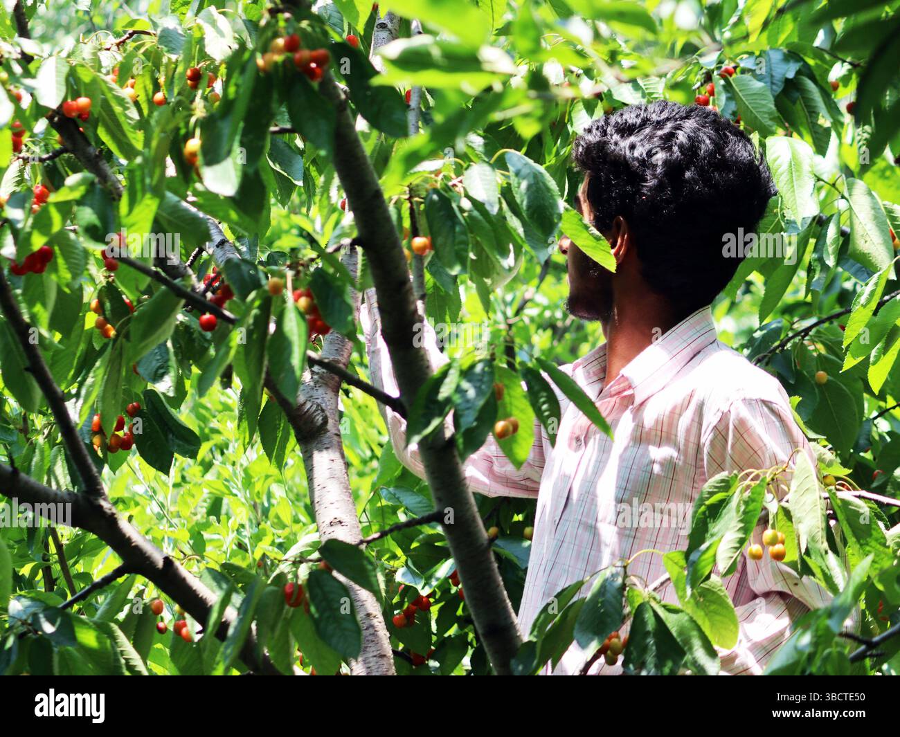 Srinagar, Jammu And Kashmir, India. 20th May, 2025. A Kashmiri farmer ...