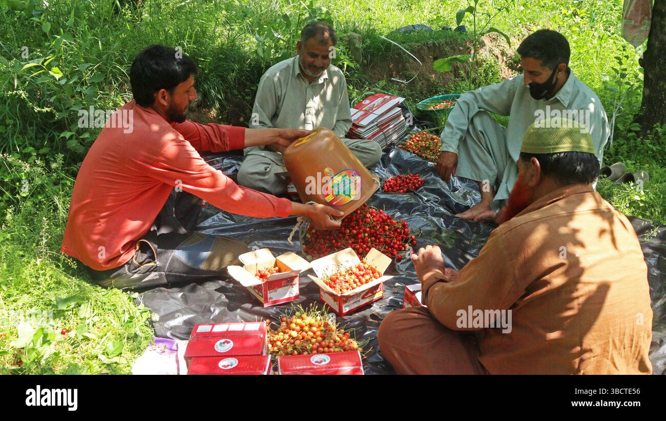 Srinagar, Jammu And Kashmir, India. 20th May, 2025. Kashmiri cherry ...