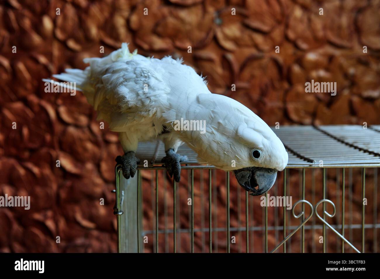 Asie,Inde du Sud,Tamil Nadu,gros plan sur perroquet blanc,cacato s ...
