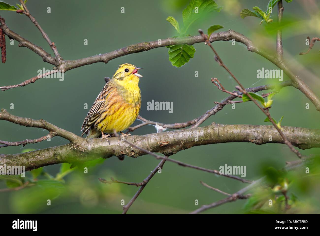 Yellowhammer emberiza citrinella singer spring hi-res stock photography ...