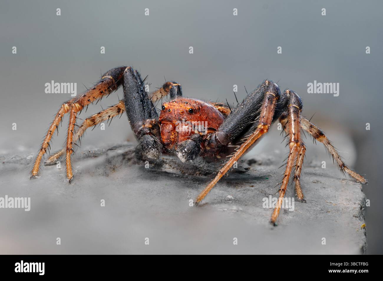 An extreme close-up of an orb-weaver spider reveals its bristled legs ...