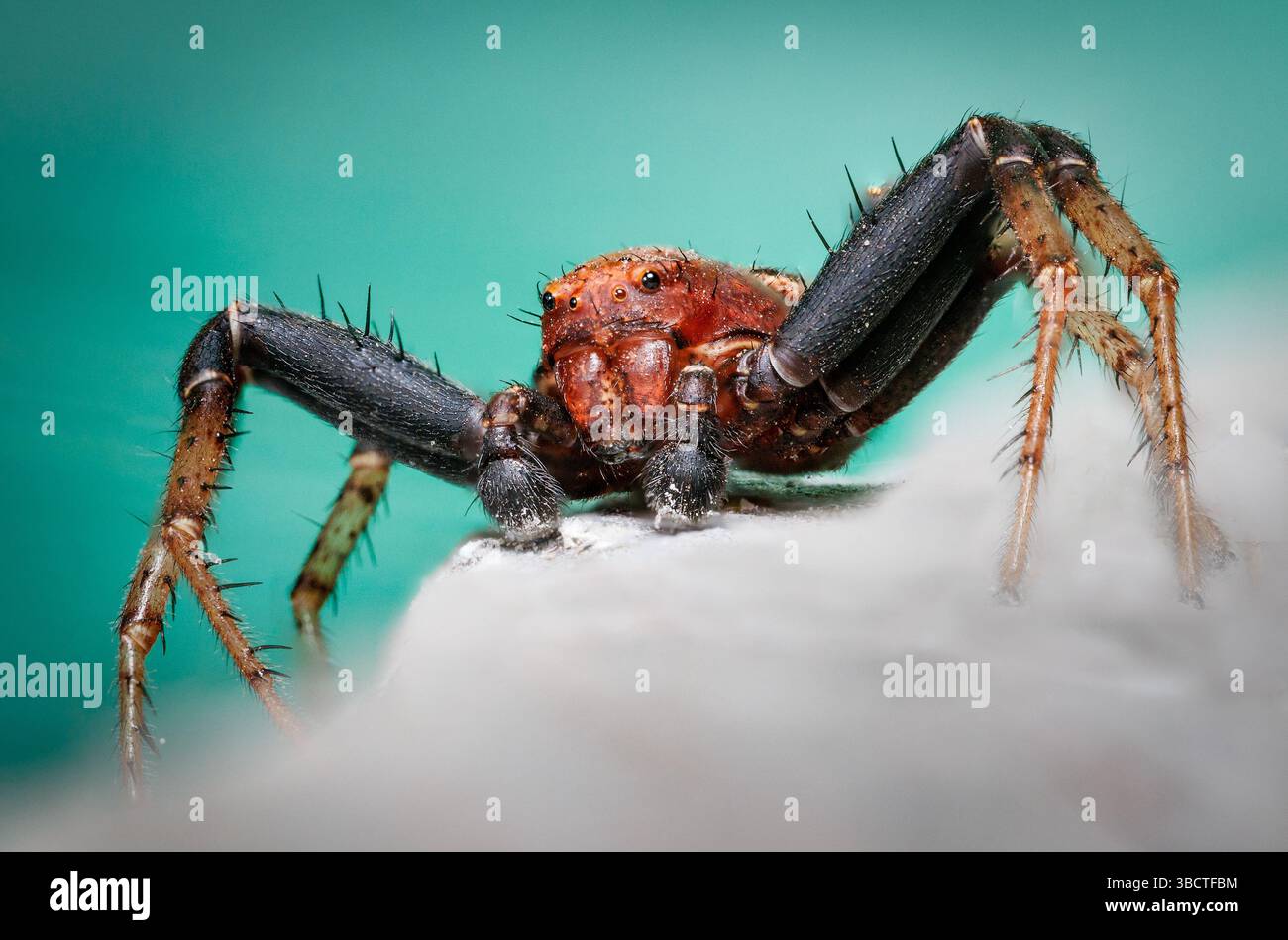 An extreme close-up of an orb-weaver spider reveals its bristled legs ...