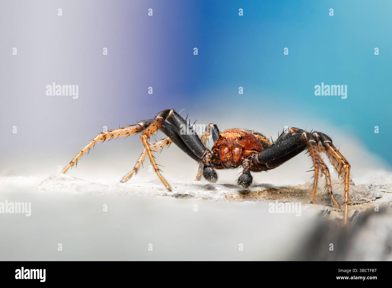 An extreme close-up of an orb-weaver spider reveals its bristled legs ...