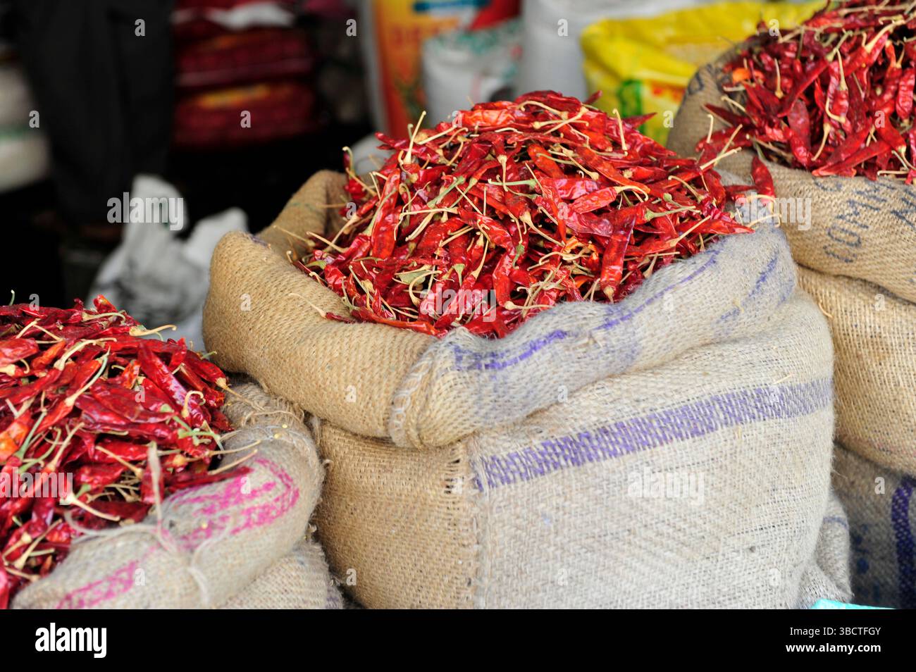 Asie,Inde du Sud ,Etat du Kerala,Kochi (Cochin),gros plan sur piments ...
