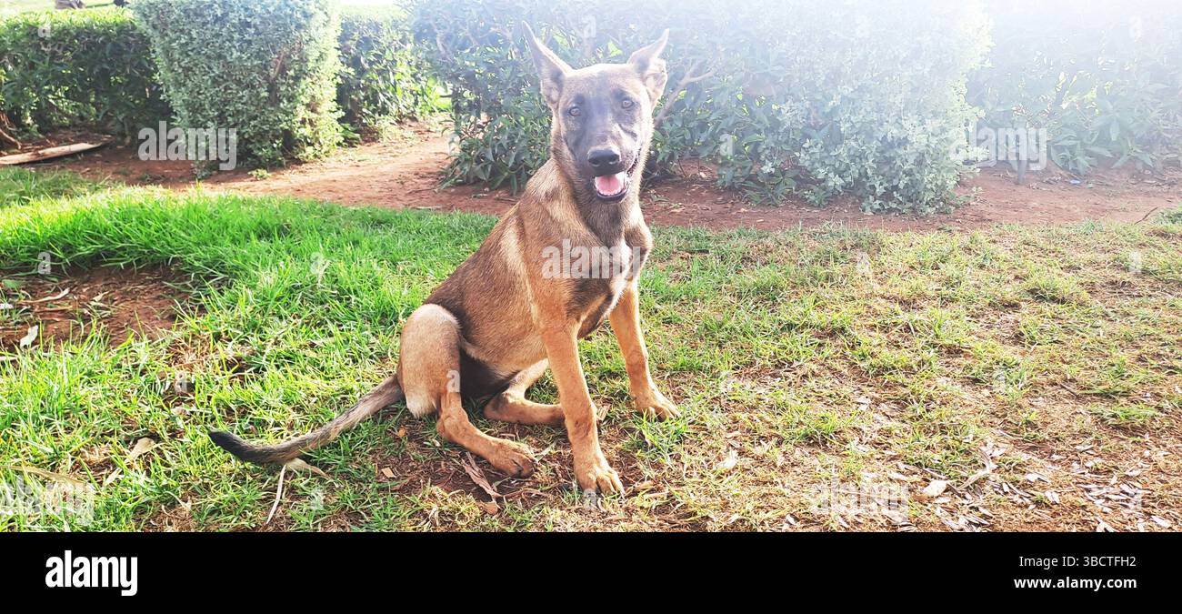 Belgian malinois puppy dog sitting on grass in back yard, enjoying the ...