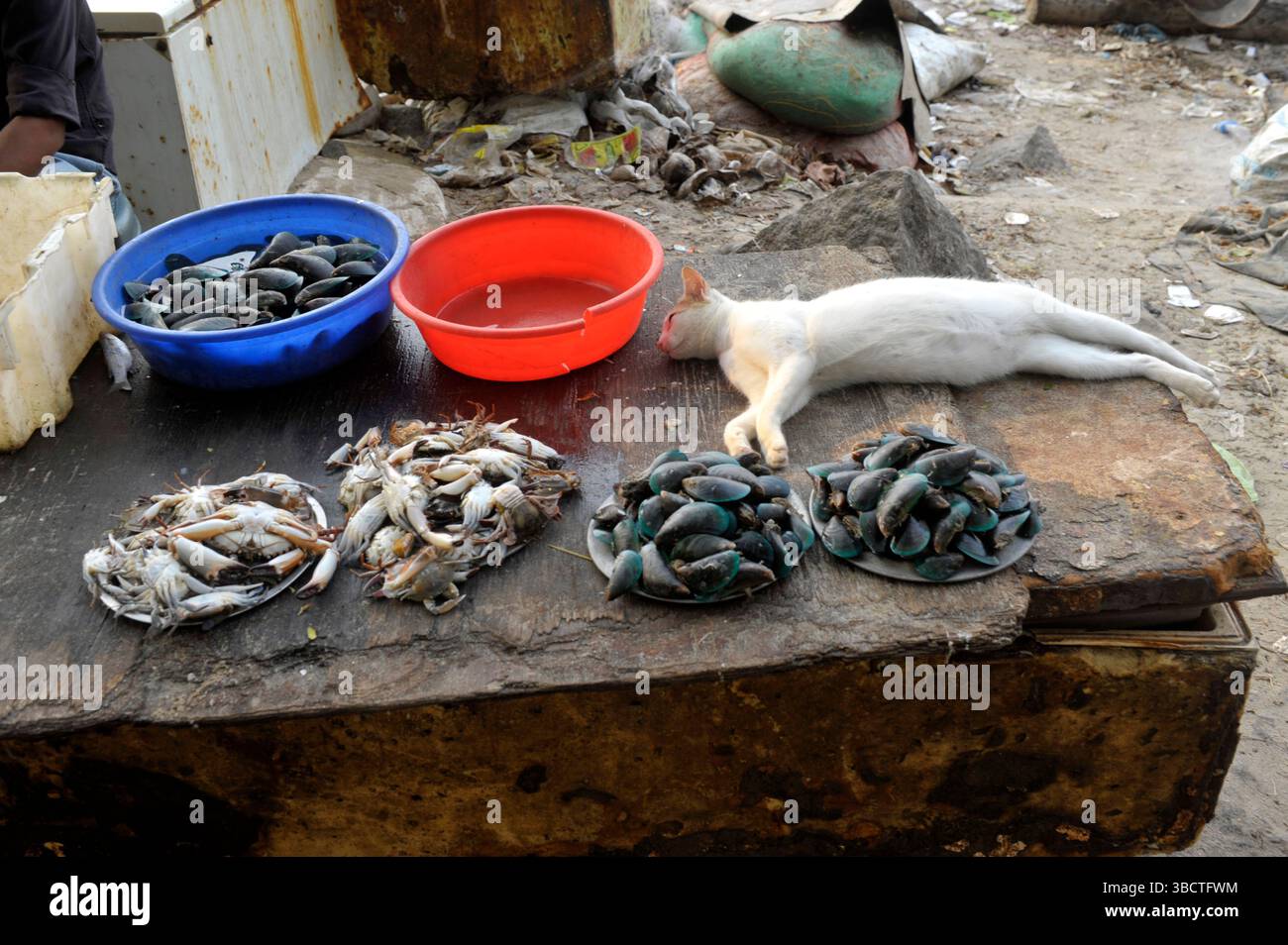 état de chat hi-res stock photography and images - Alamy