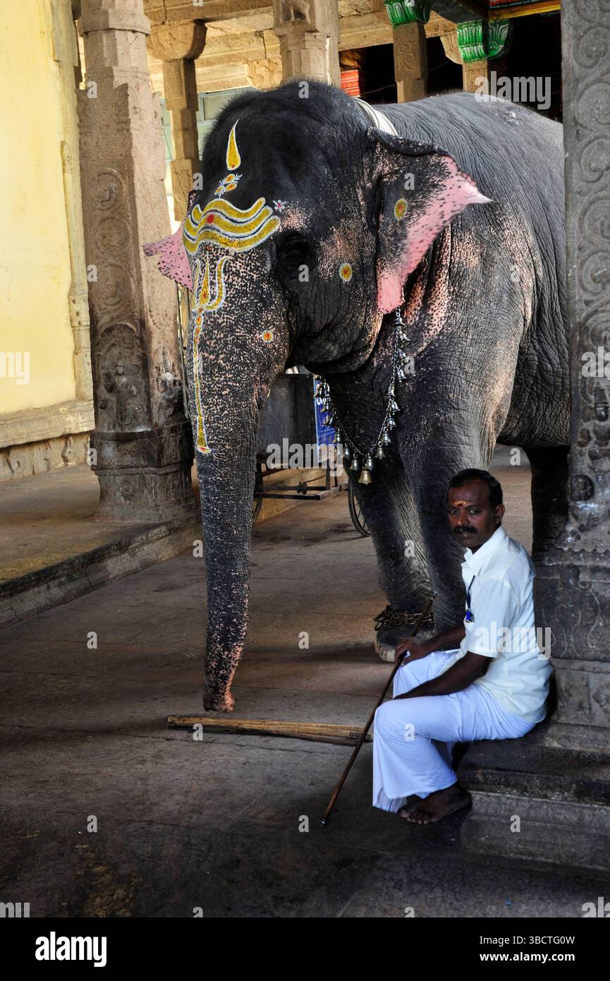 Asie,Inde du Sud,Tamil Nadu,Elephant au temple hindou de Meenakshi ˆ ...