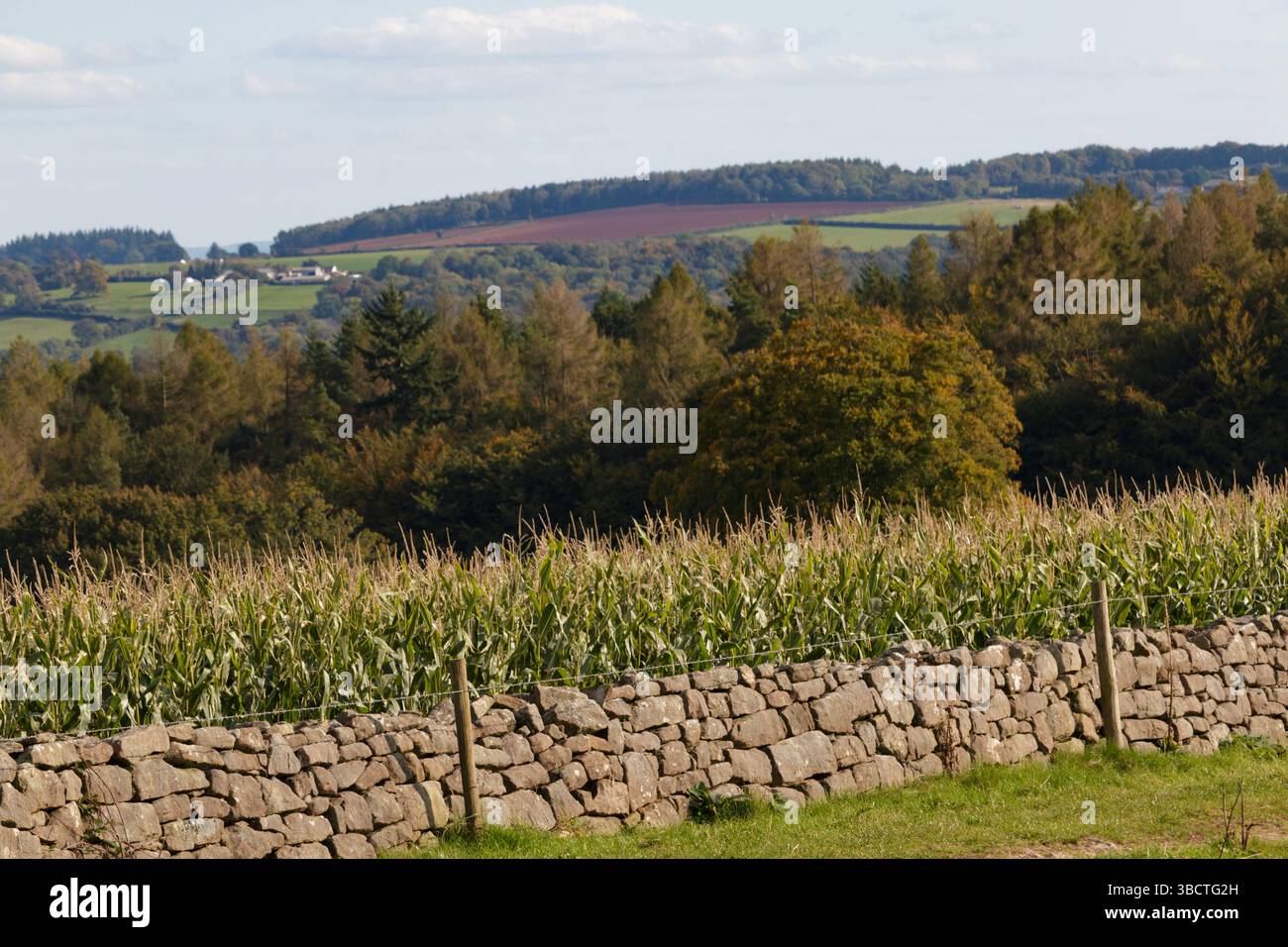 Traditional dry stone wall by agricultural corn crop in field in Wales ...