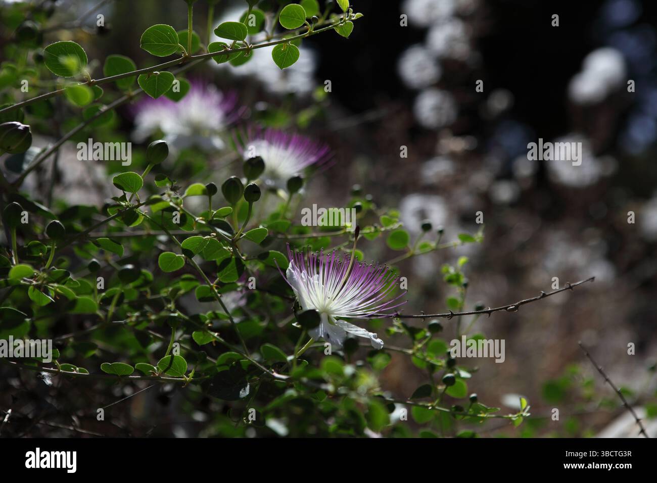 Flowering Caper Bush, Capparis Spinosa or Flinders Rose from the family ...