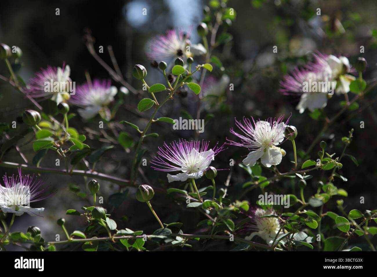 Flowering Caper Bush, Capparis Spinosa or Flinders Rose from the family ...