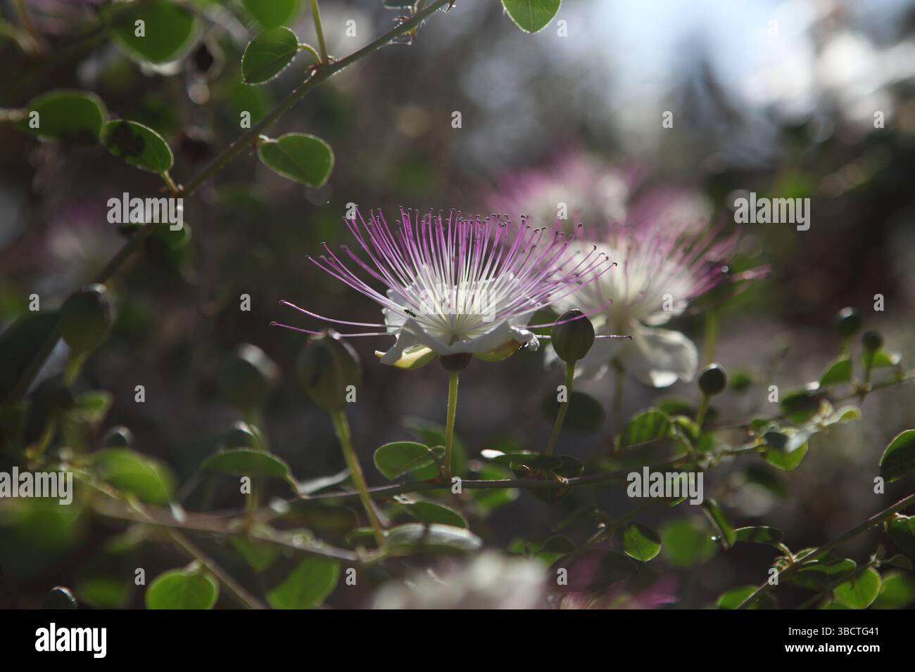 Kaper bush hi-res stock photography and images - Alamy