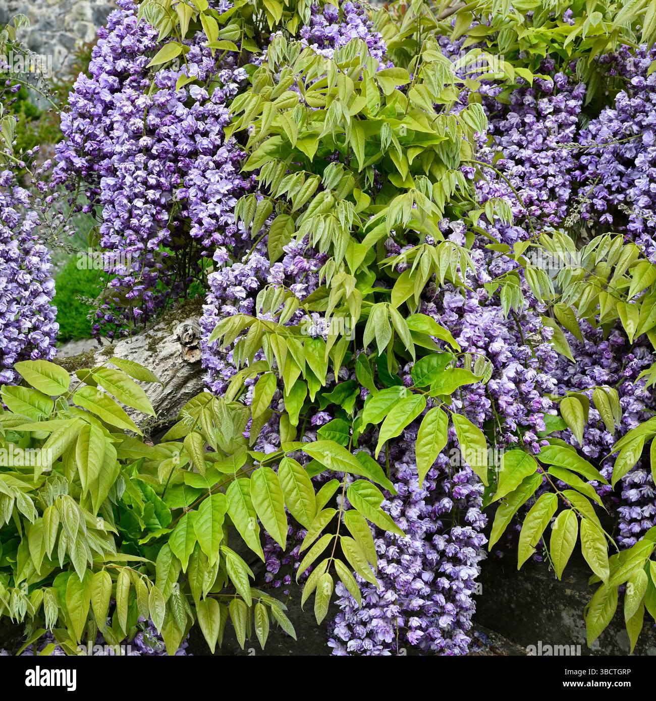 Japanese wisteria yae kokuryu hi-res stock photography and images - Alamy