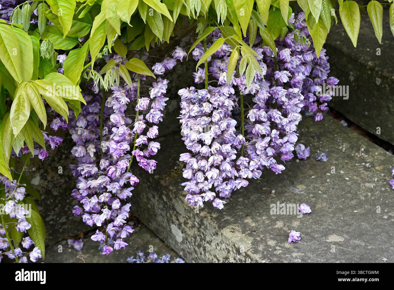Double purple scented spring flowers of Japanese Wisteria floribunda ...
