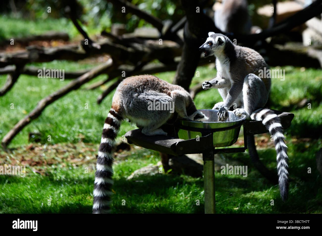 Ring tailed lemurs, also khnown as Maki in the Beauval zoo,Saint Aignan,France Stock Photo - Alamy