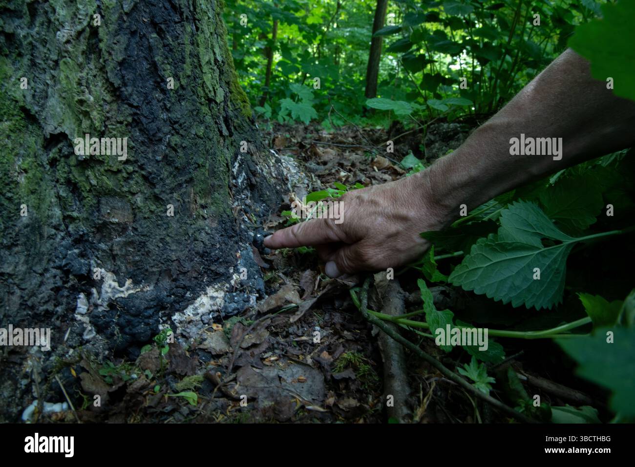 PRODUCTION - 21 May 2025, Bavaria, Rödental: A gardener points to a ...