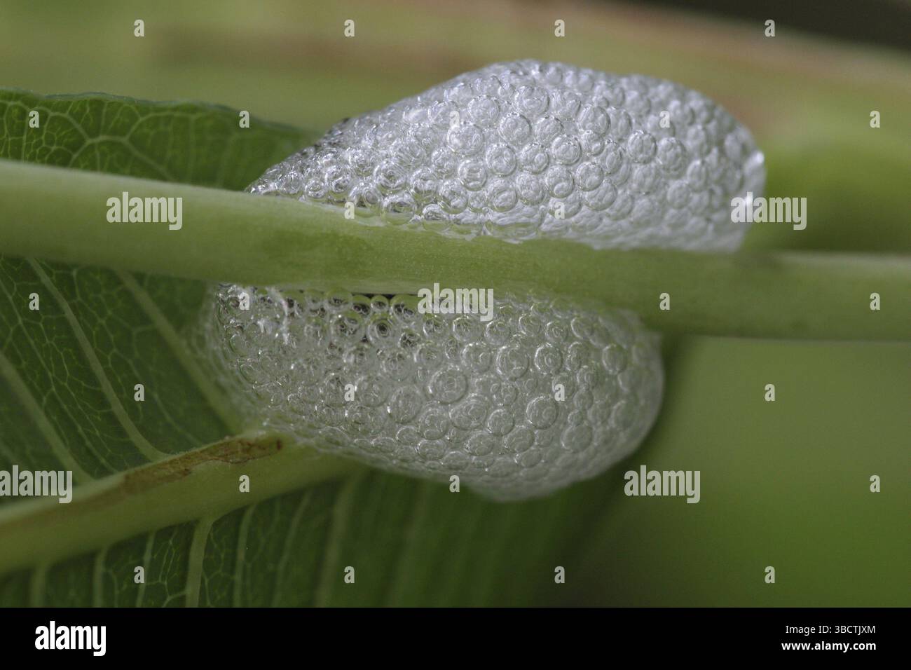 Common Froghopper or Meadow Spittlebug (Philaenus spumarius), cuckoo ...