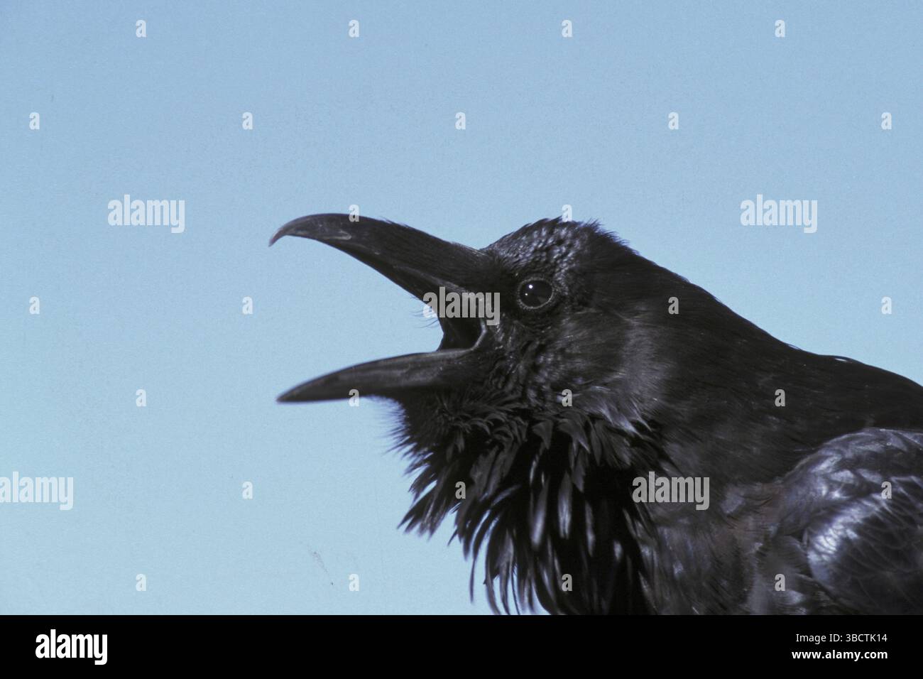 Common Raven (Corvus corax), calling Stock Photo - Alamy