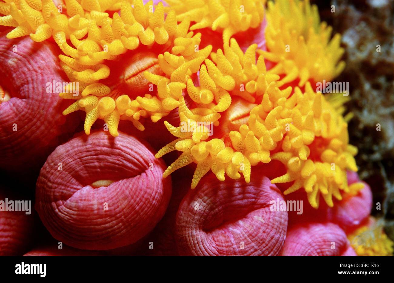 Yellow Cave Coral (Dendrophilia, Tubastrea sp.), Malaysia, South China ...