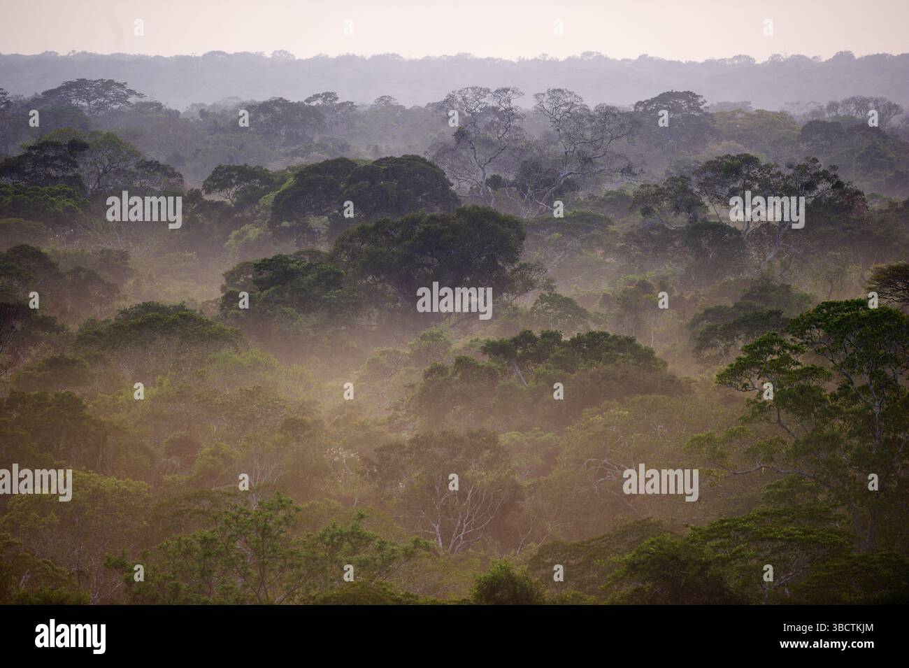 Primary lowland tropical rainforest at dawn, Tambopata, Amazon, Peru ...
