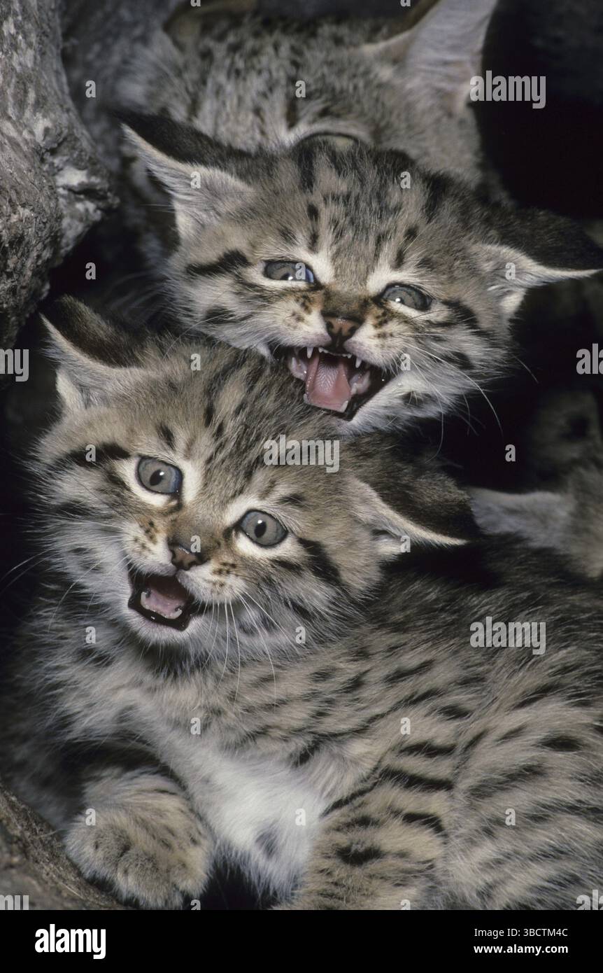 Indian Desert Cat (Felis silvestris ornata), five-week old kittens ...