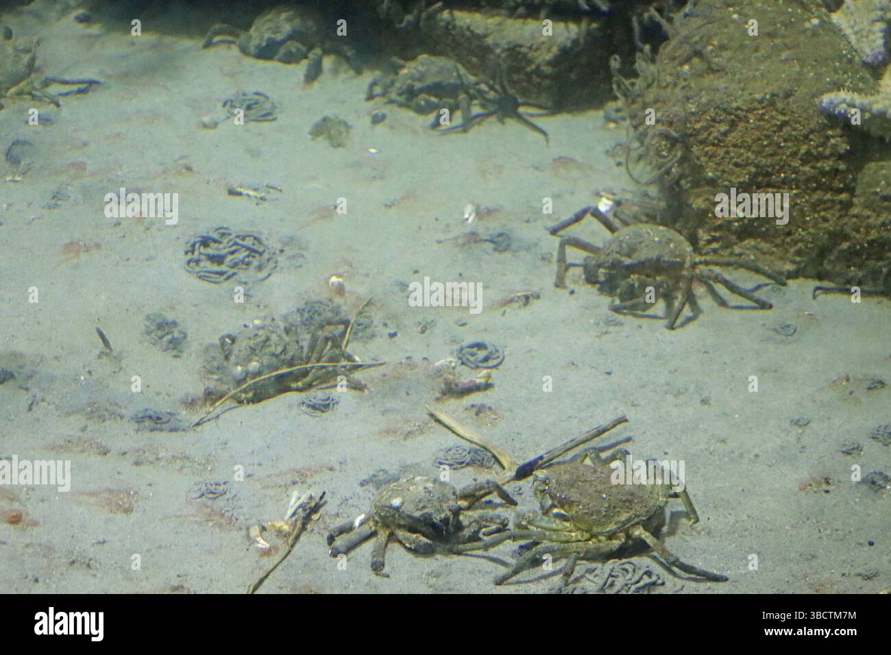 Libinia emarginata, the portly spider crabs (spider crabs or nine ...