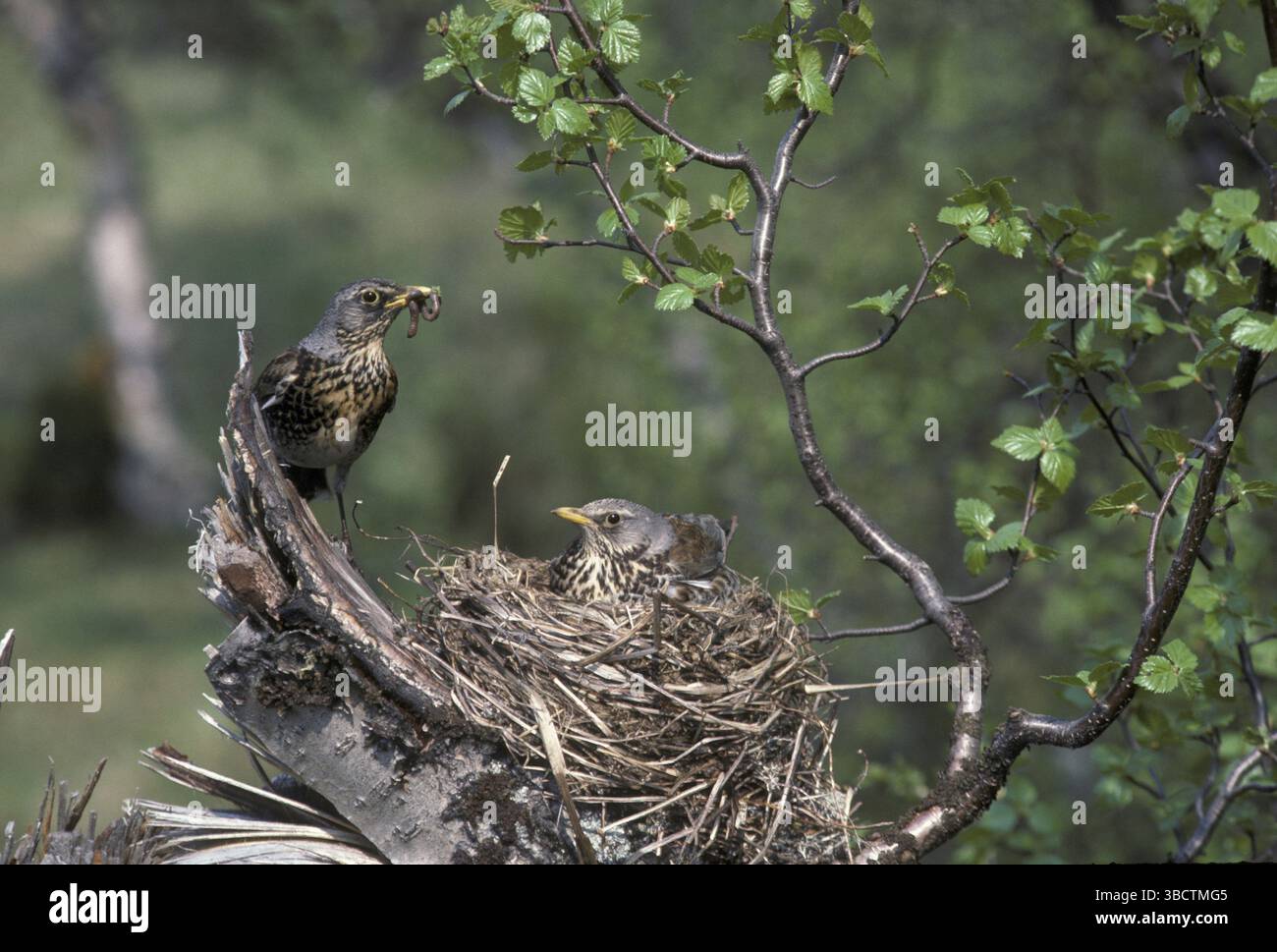 Fieldfare (Turdus pilaris), pair at nest, one sitting, one with food ...