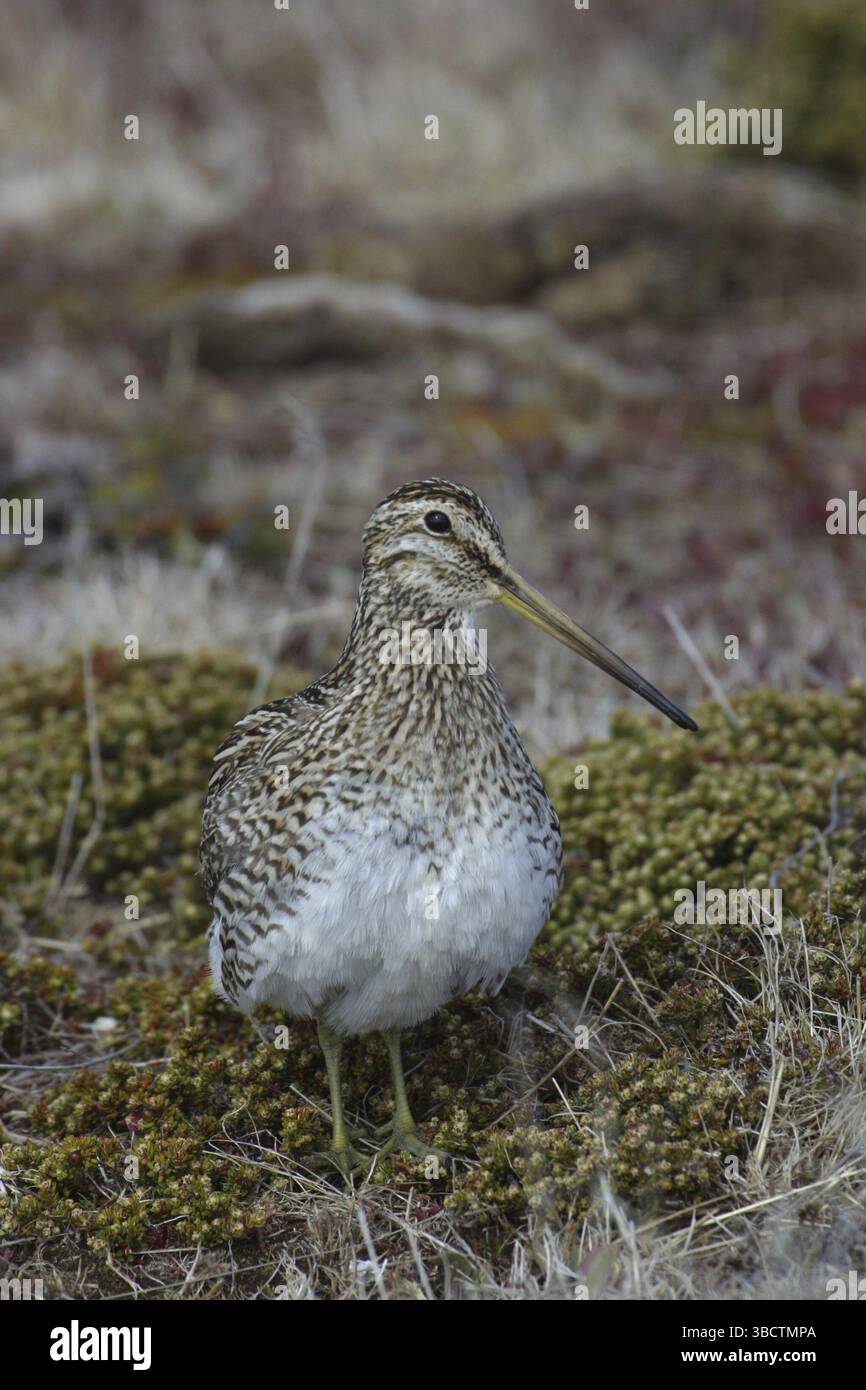 Magellan Snipe (Gallinago g. paraguaiae), Falkland Islands, South ...