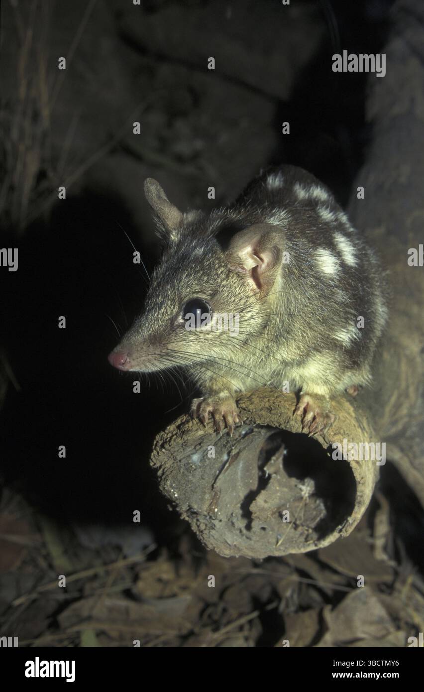 Northern Quoll (Dasyurus hallucatus), Australia, Oceania Stock Photo ...