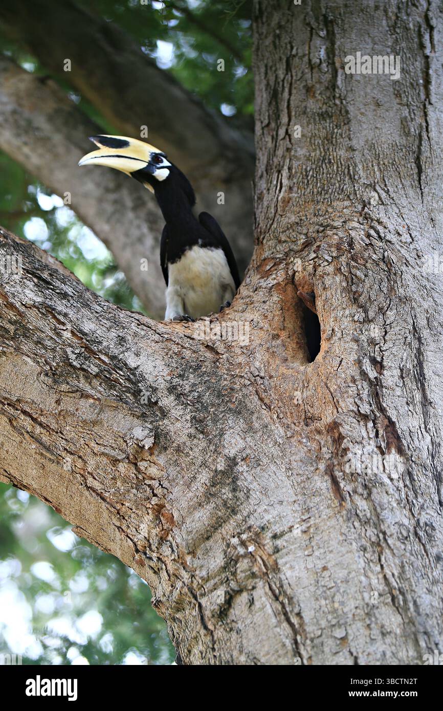 Male oriental pied hornbill holding a lump of dirt for a female. In ...