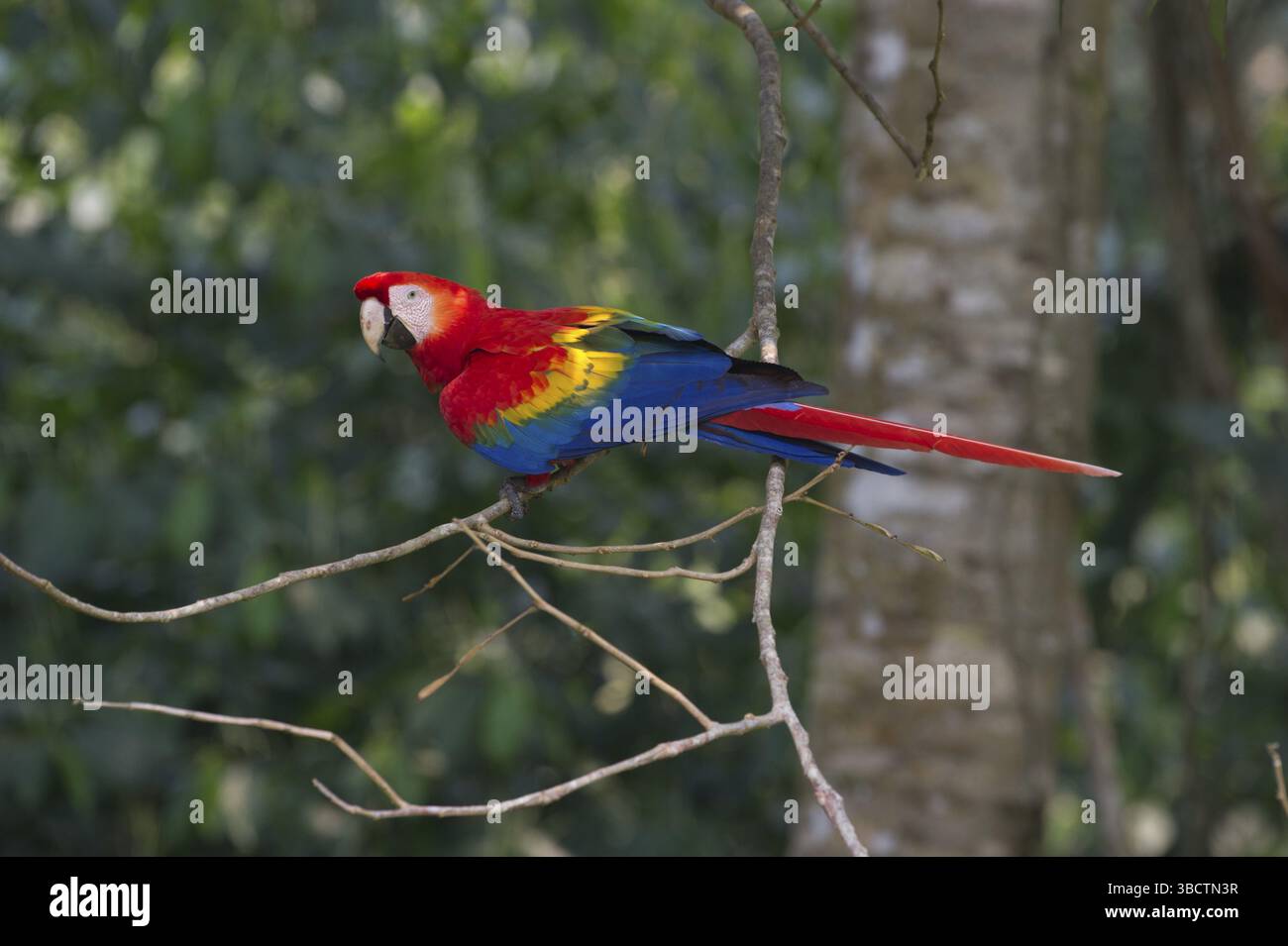 Scarlet Macaw (Ara macao), Tambopata, Amazon Rainforest, Peru, South ...