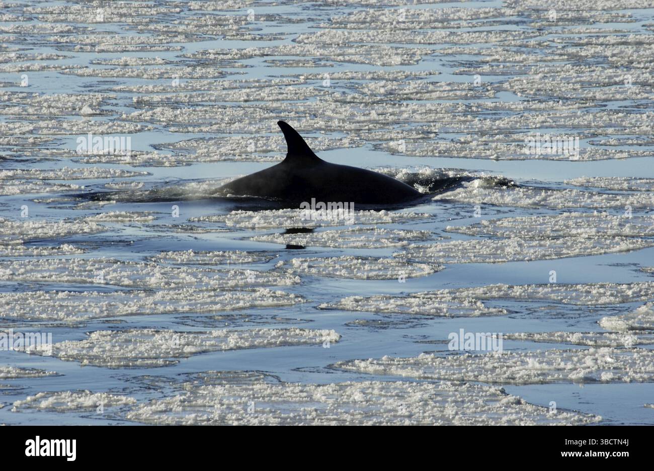 Southern Minke Whale (Balaenoptera bonaerensis), dorsal fin amongst ...