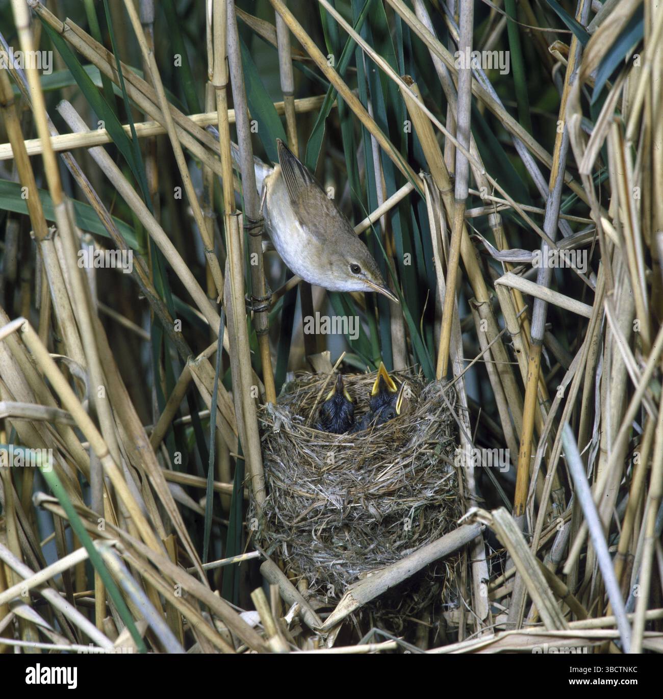 Reed Warbler (Acrocephalus scirpaceus) at nest, young in nest Stock ...