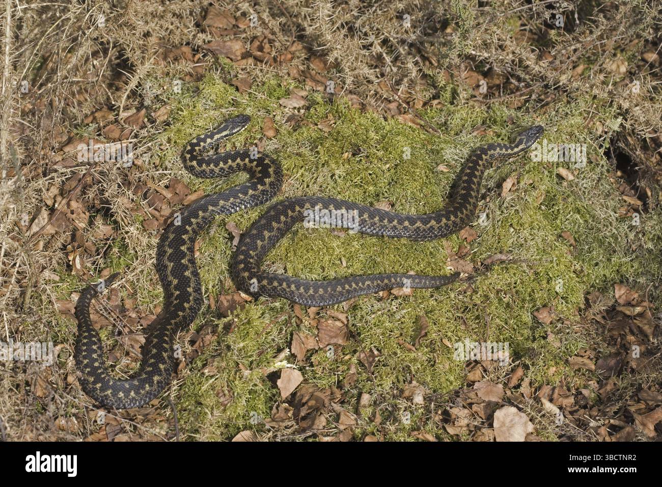 European Adder (Vipera berus), two adult males, basking, Norfolk ...
