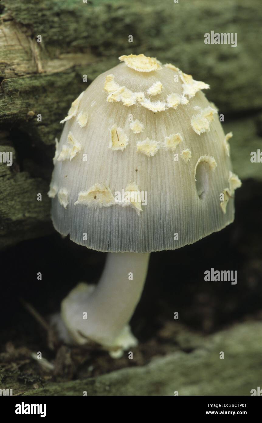 Scaly Inky Cap (Coprinus quadrifidus), Michigan, USA, North America ...