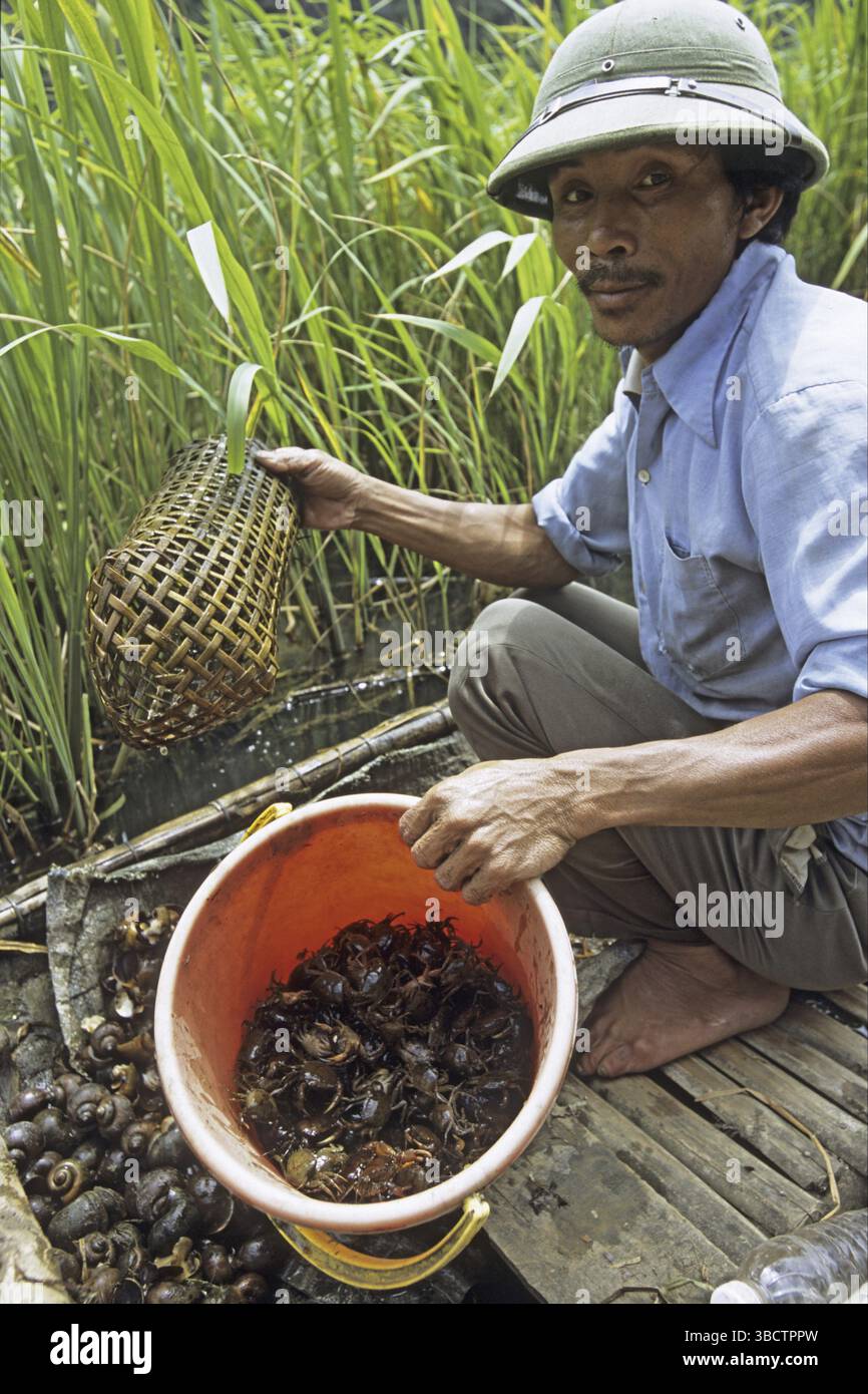Man setting crab traps using snails for bait, wetland area exploited by ...