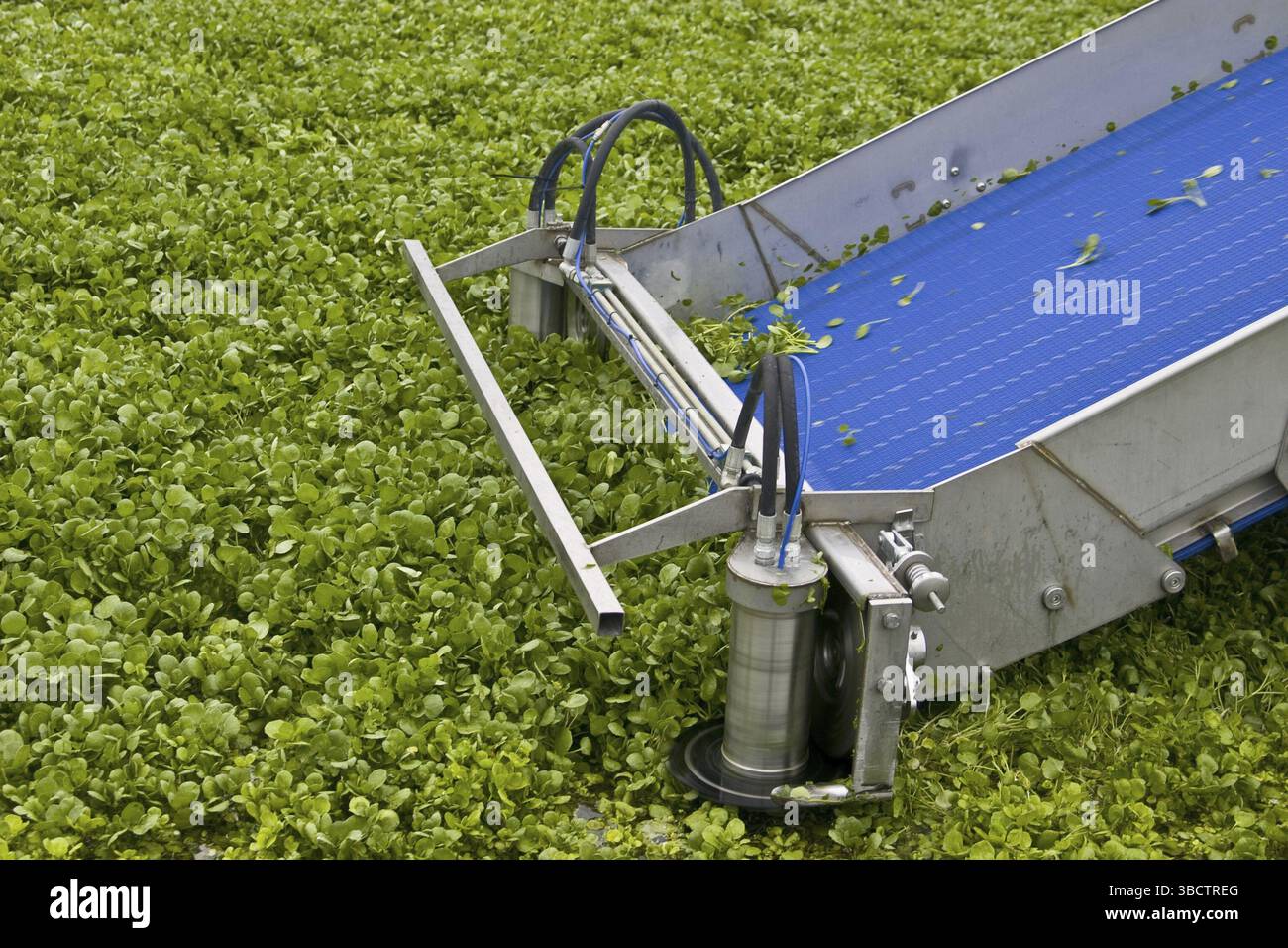 Watercress (Rorippa nasturtium-aquaticum) crop, mechanical harvester ...