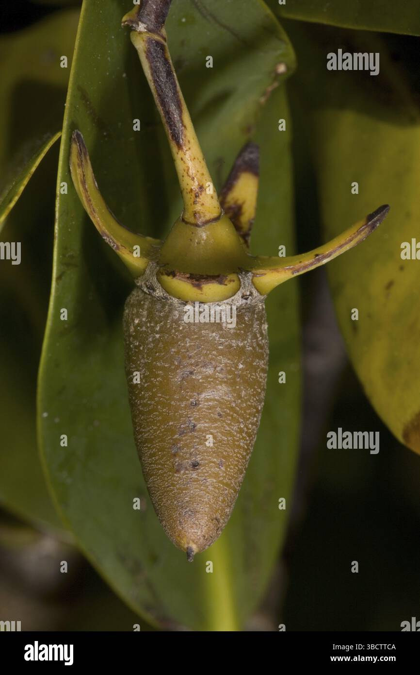 Red Mangrove (Rhizophora mangle) fruit, Florida, USA, North America ...