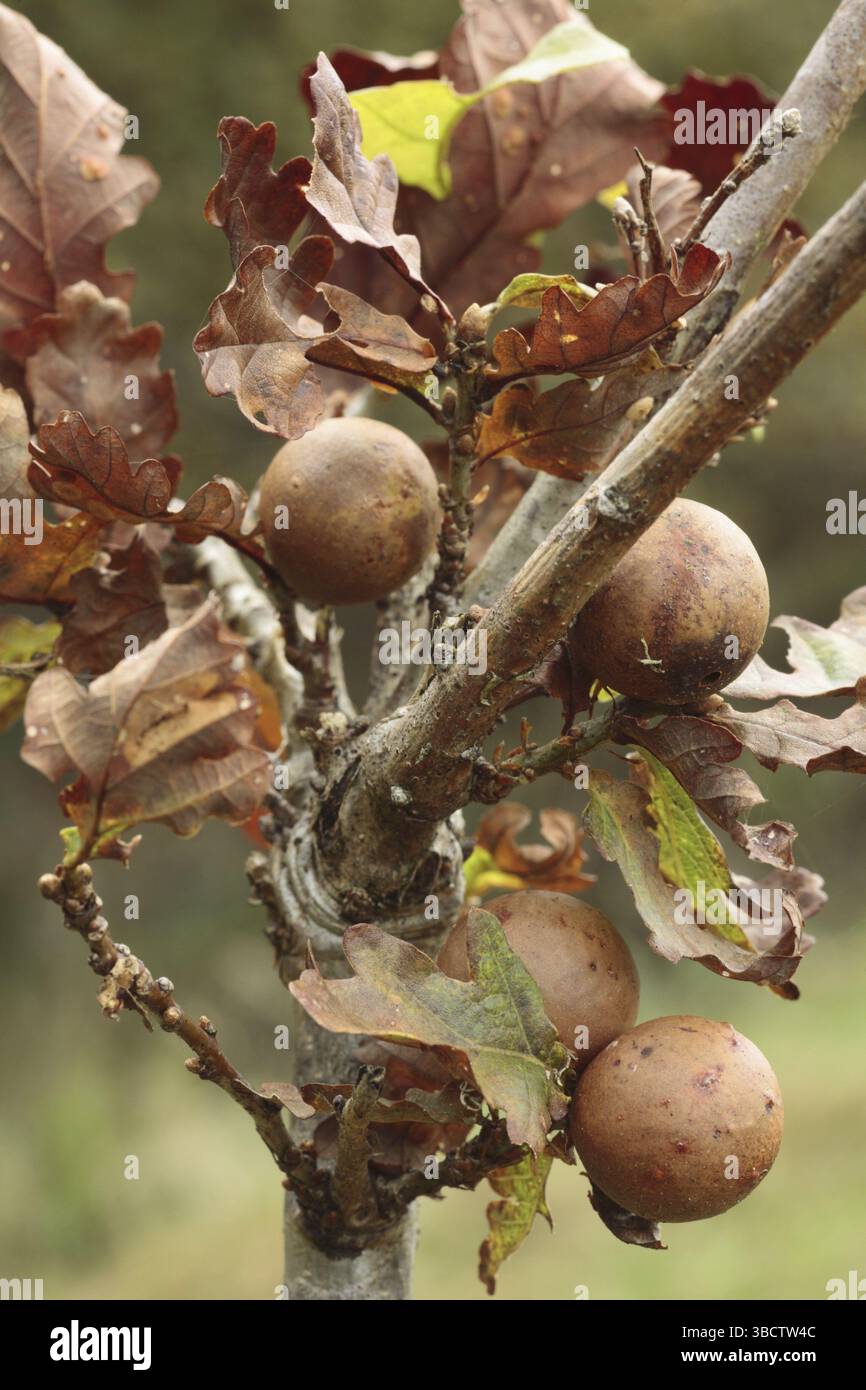 Marble Gall Wasp (Andricus kollari), galls, on Sessile Oak, autumn ...
