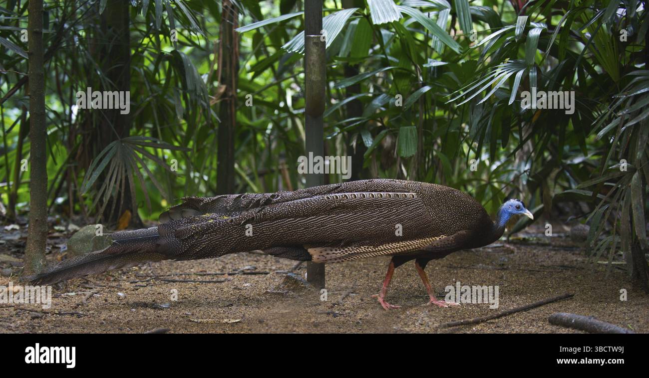 Great Argus or Asian Pheasant (Argusianus argus), male, captive Stock ...