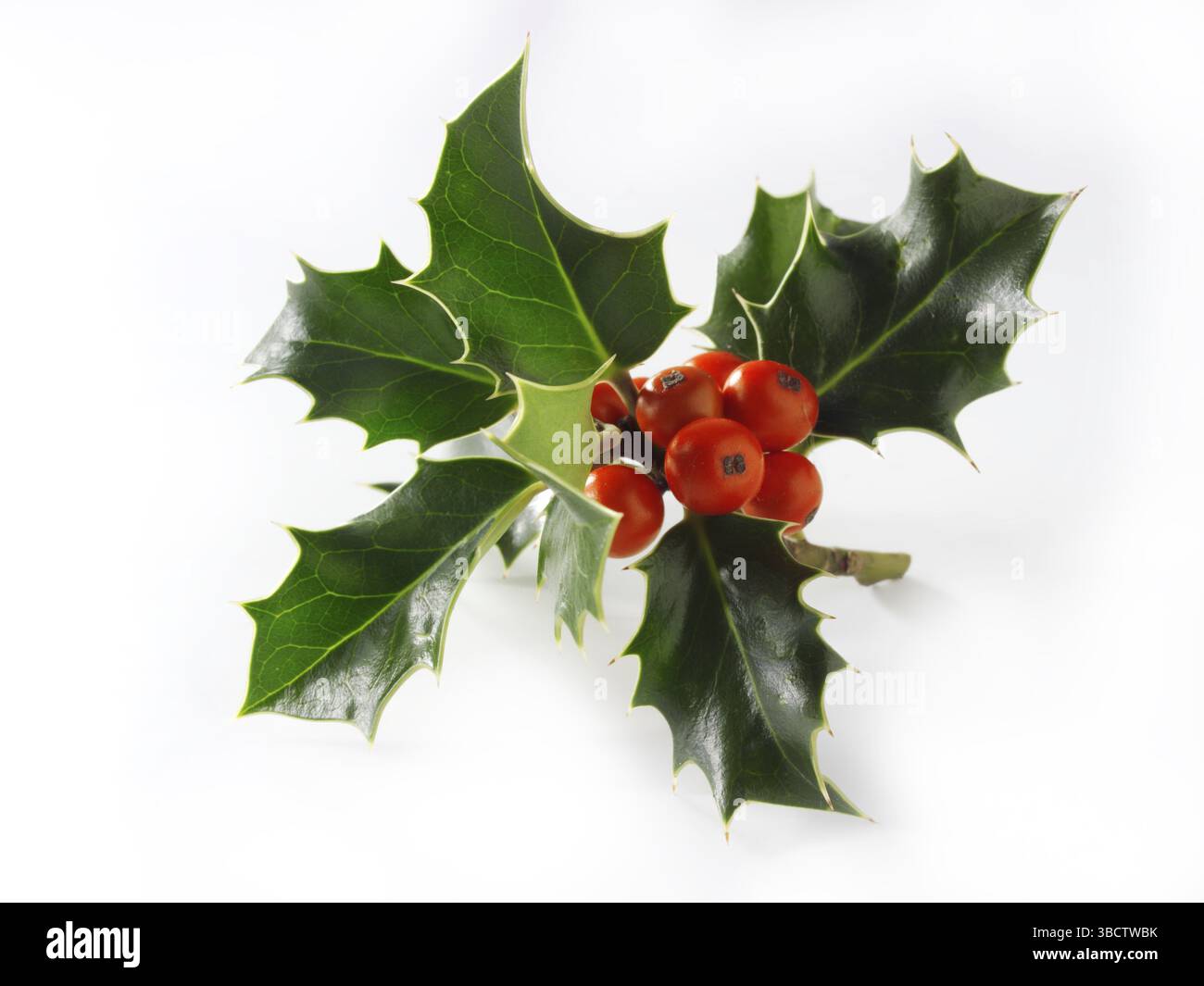 Holly (Ilex sp.) leaves and berries Stock Photo - Alamy
